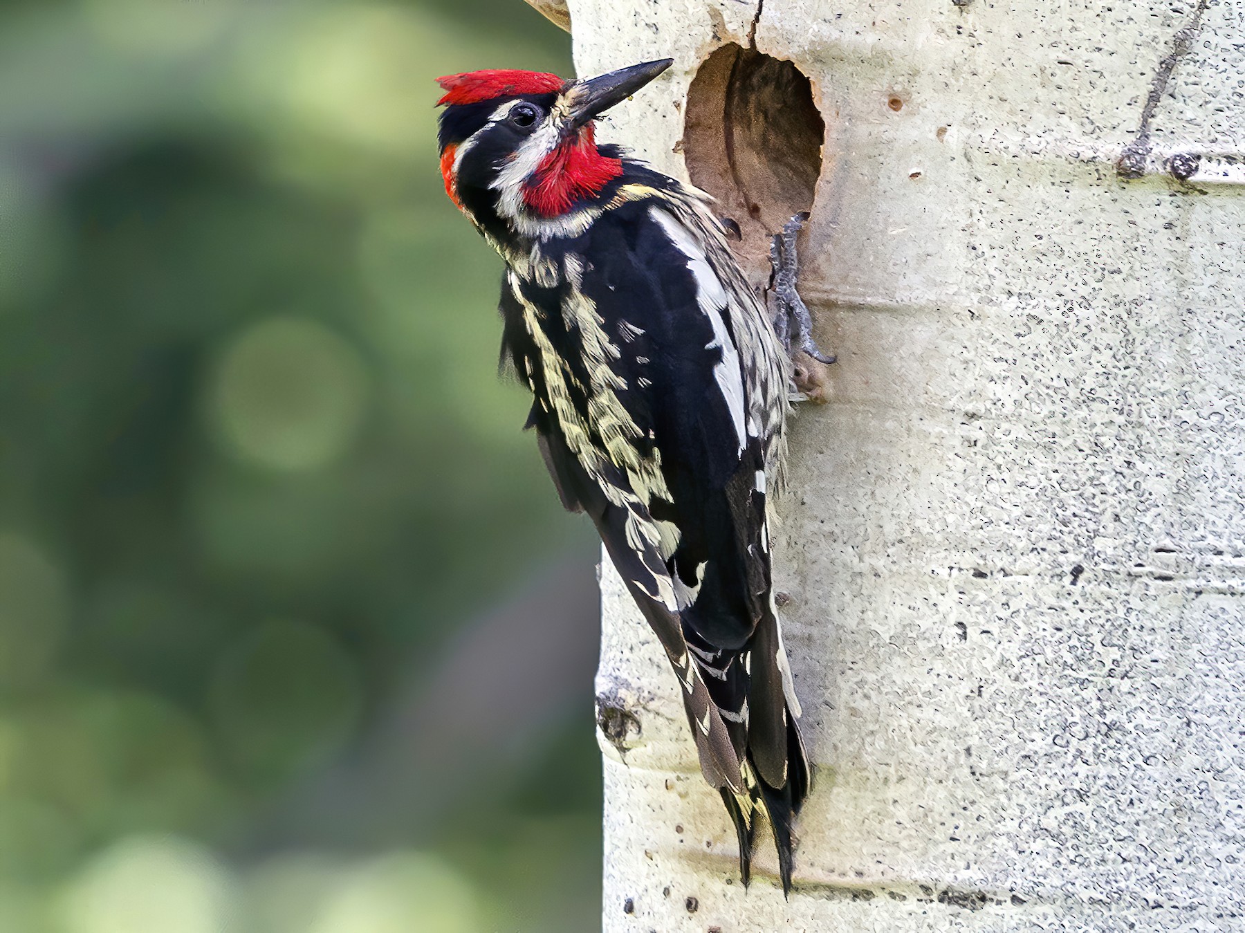Sapsucker Wallpapers - Wallpaper Cave