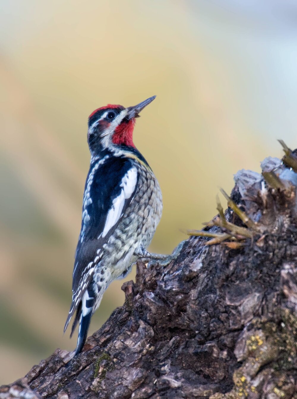 Sapsucker Wallpapers - Wallpaper Cave