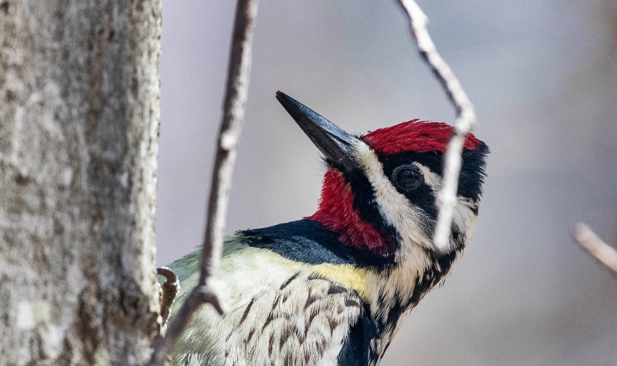 Sapsucker Wallpapers - Wallpaper Cave