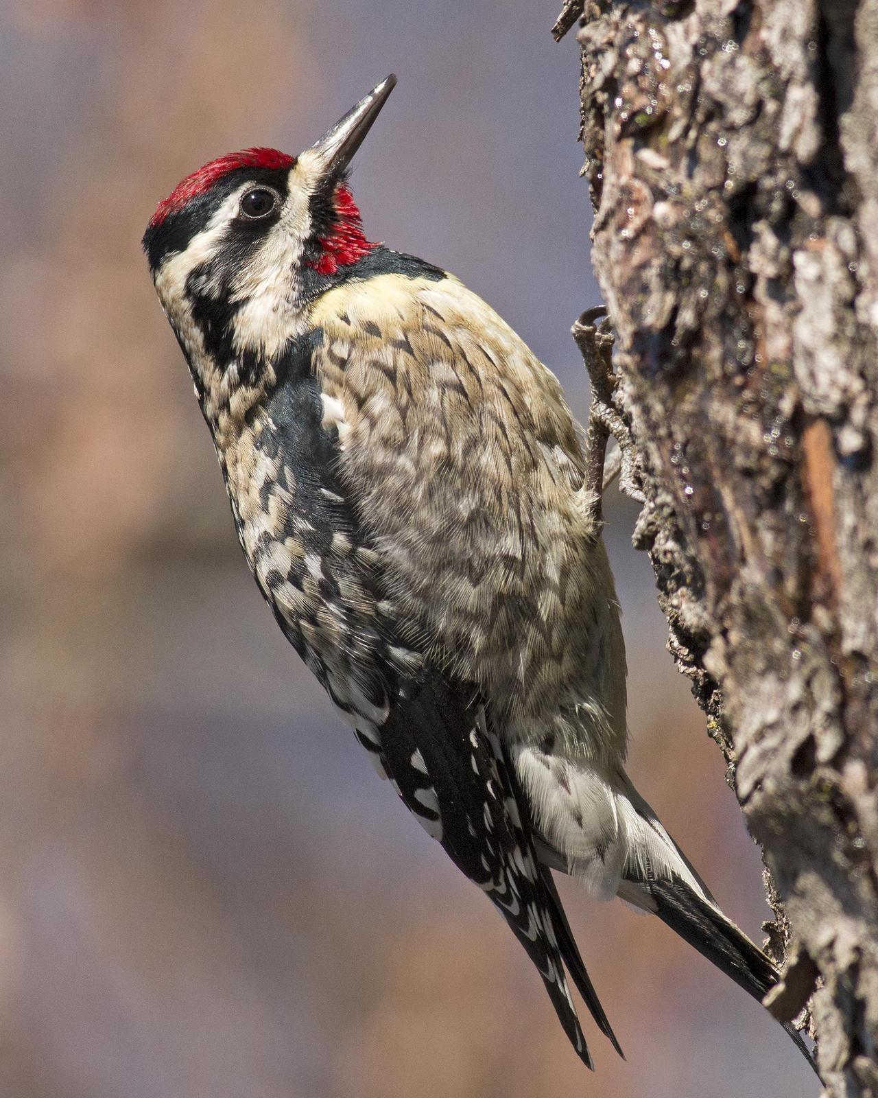 Sapsucker Wallpapers - Wallpaper Cave