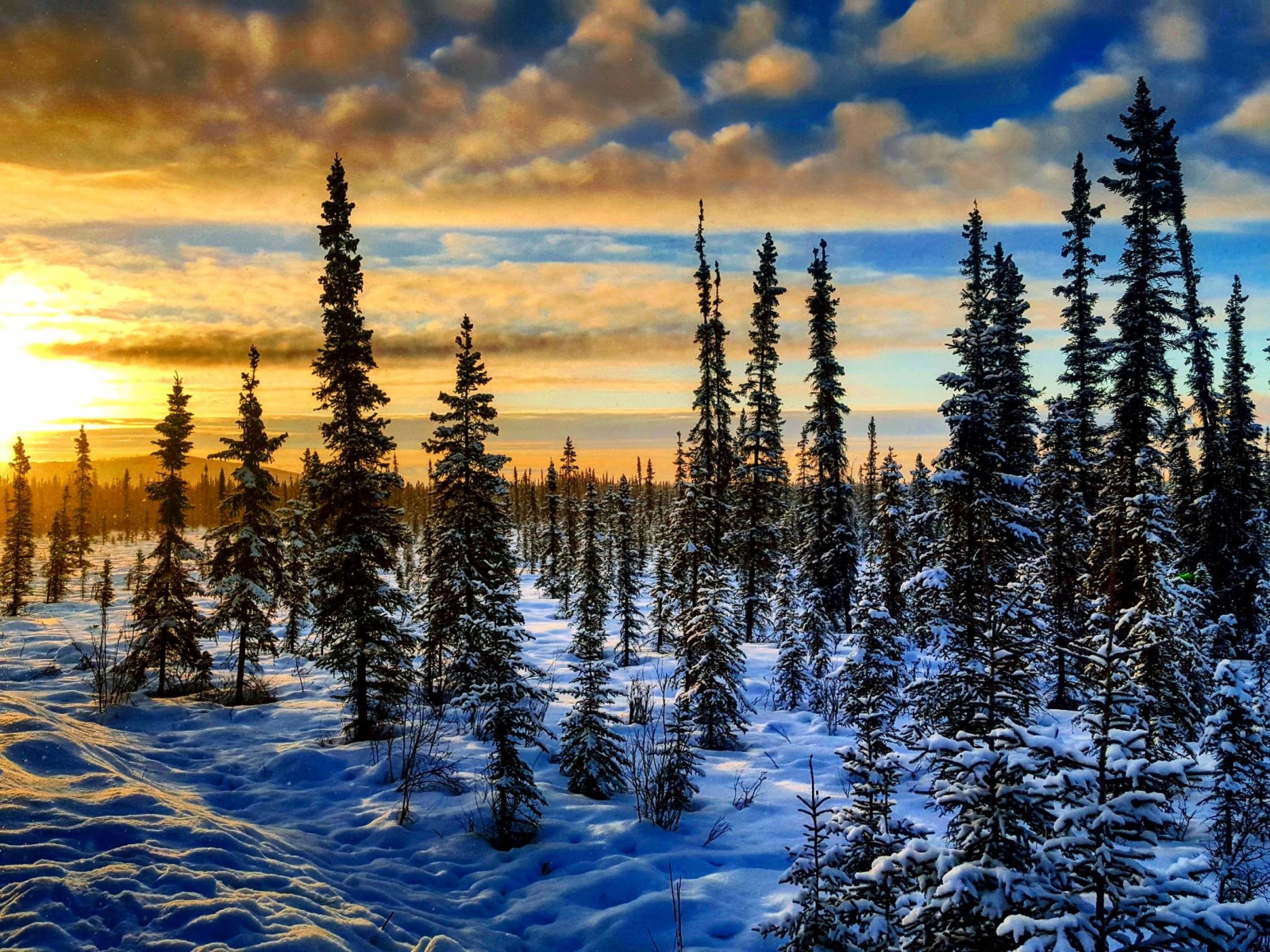 Winter Tree Sunset Wallpapers - Wallpaper Cave