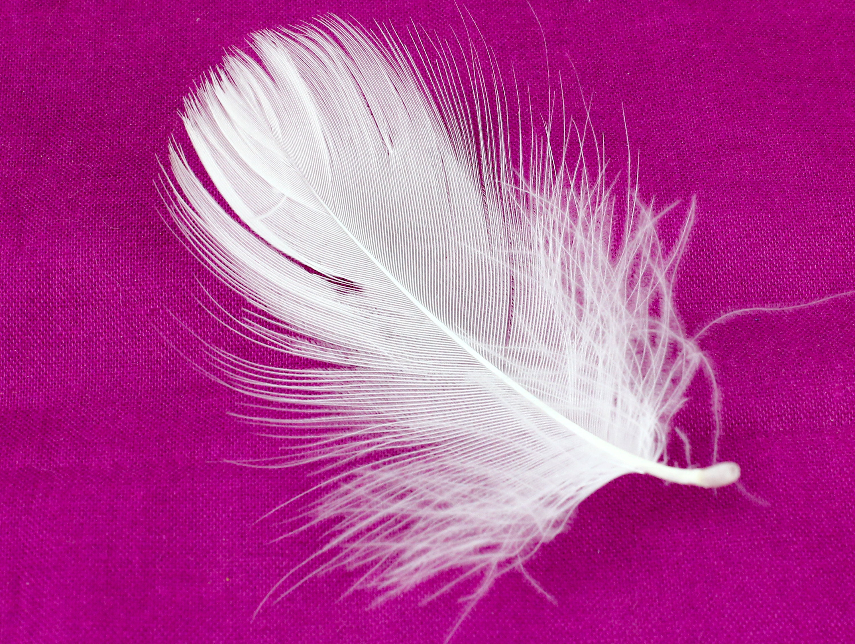Goose Feather Wallpapers - Wallpaper Cave
