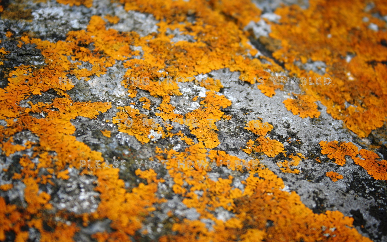 Lichen Wallpapers - Wallpaper Cave