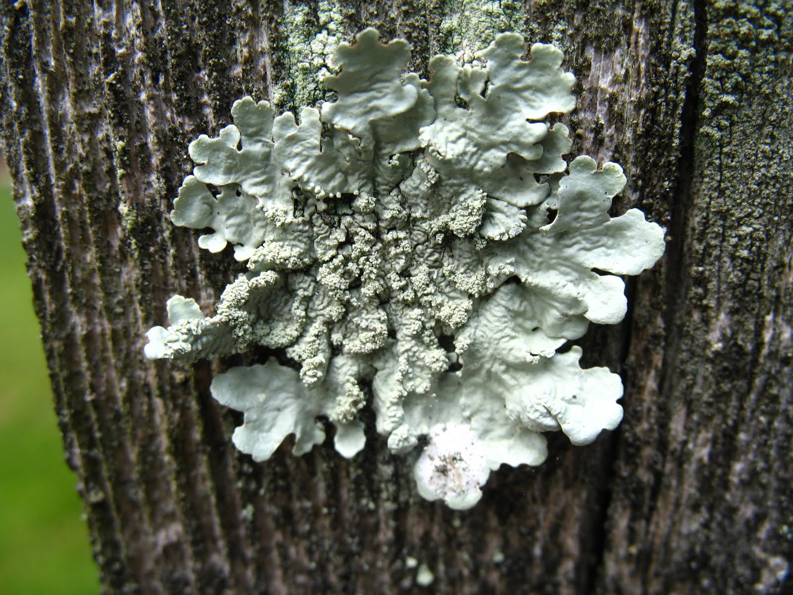Lichen Wallpapers - Wallpaper Cave