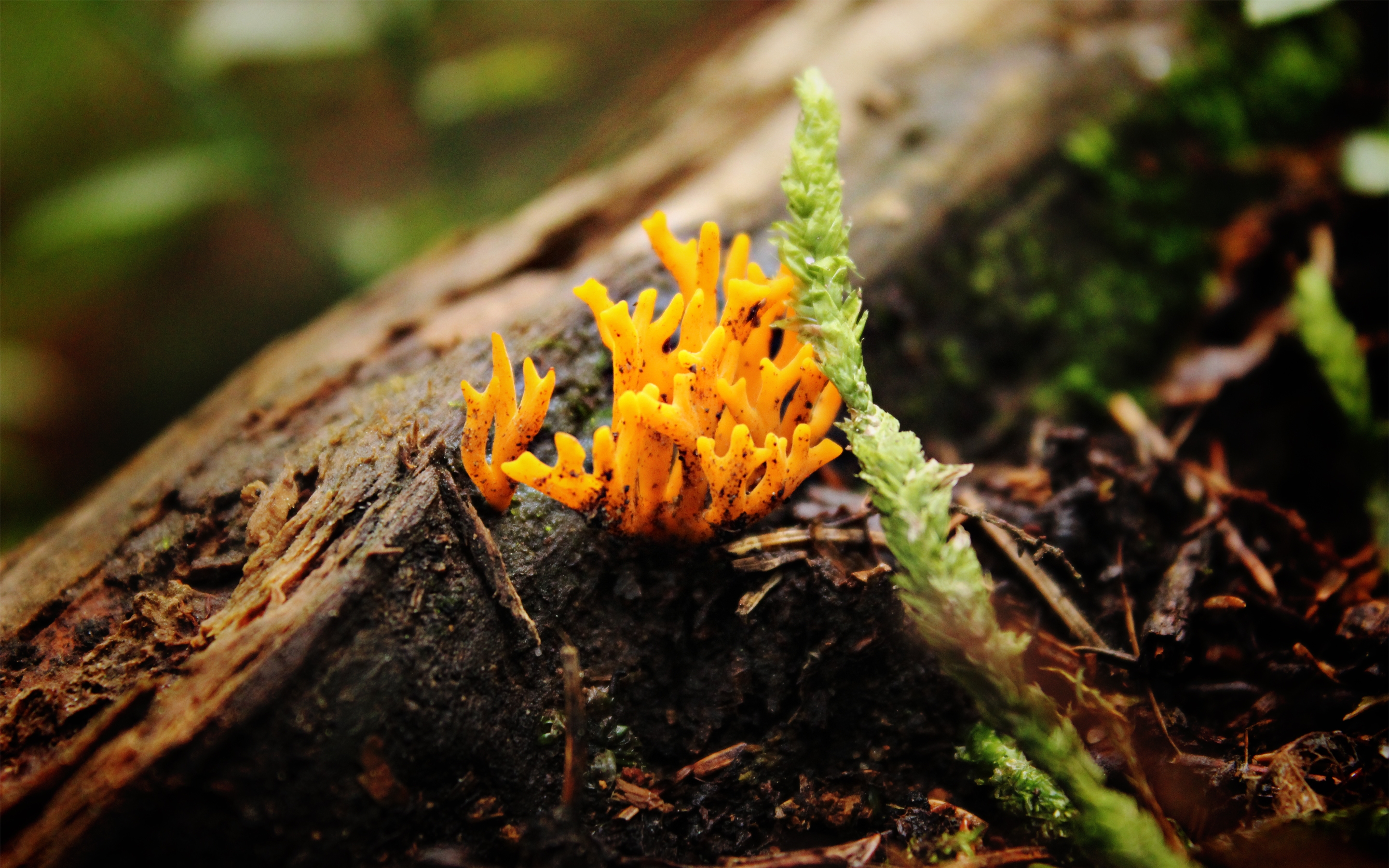 Lichen Wallpapers - Wallpaper Cave