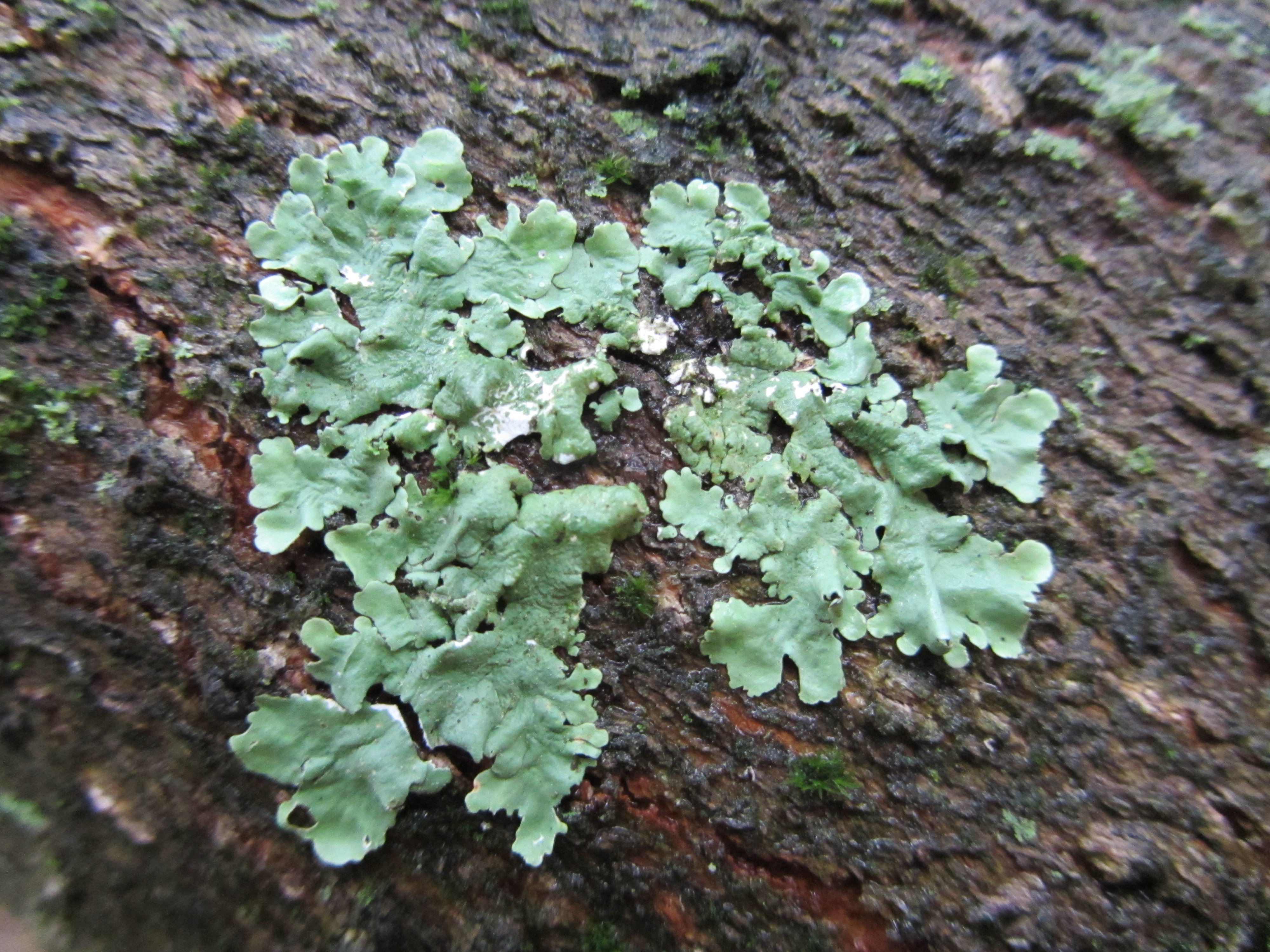 Lichen Wallpapers - Wallpaper Cave