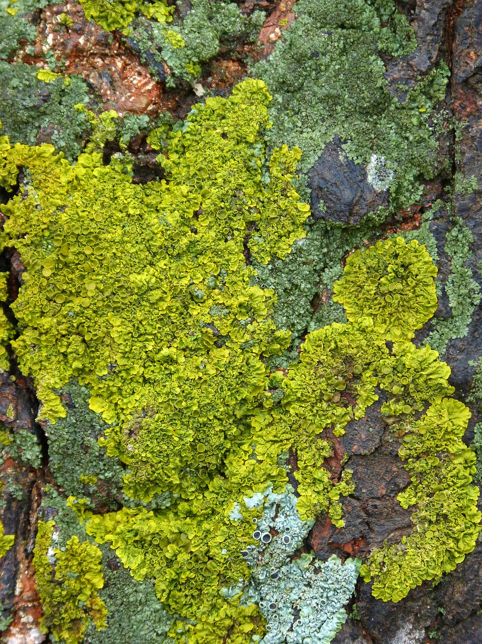 Lichen Wallpapers - Wallpaper Cave