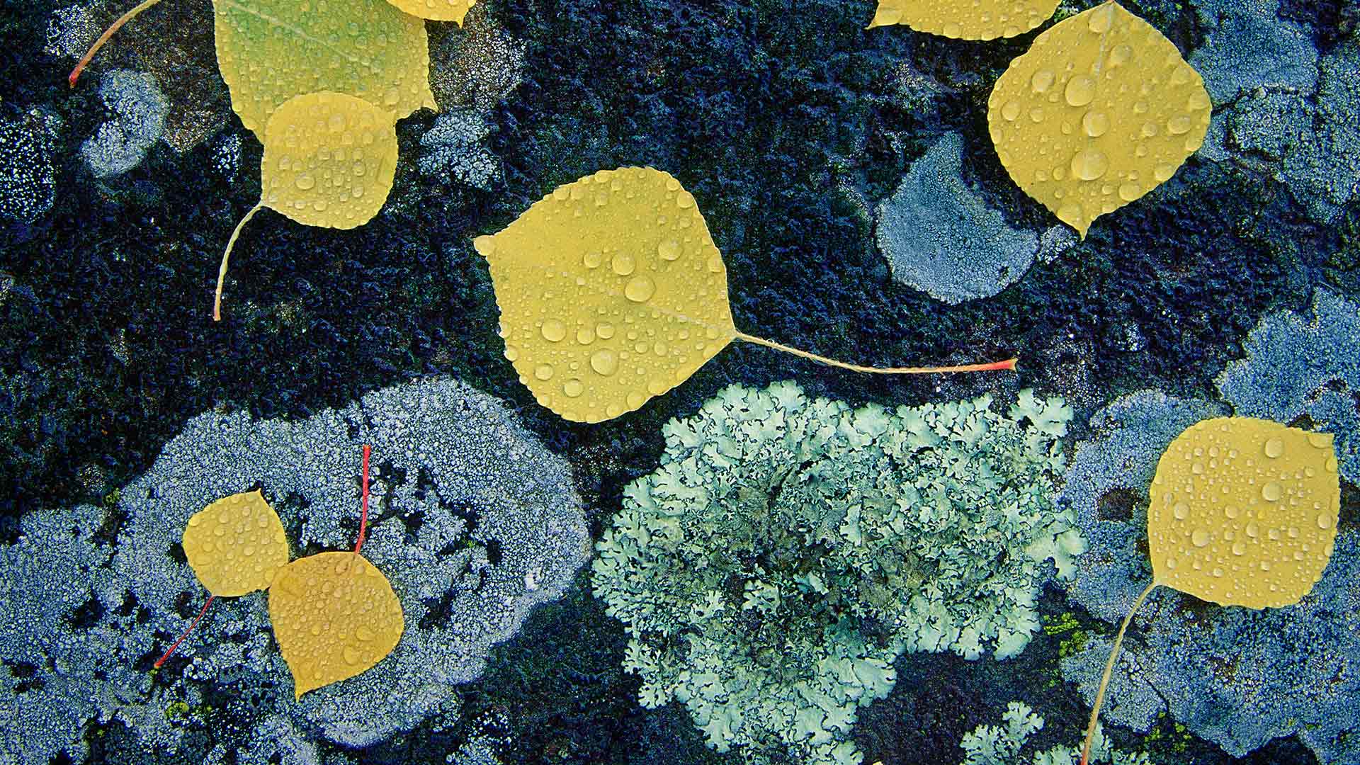 Lichen Wallpapers - Wallpaper Cave