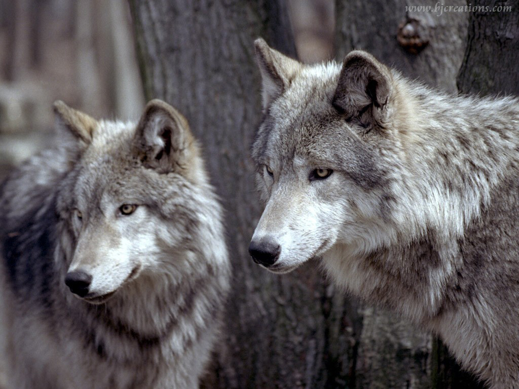 Two Wolves Wallpapers - Wallpaper Cave