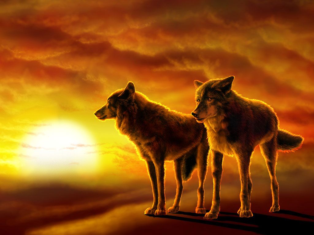 Two Wolves Wallpapers - Wallpaper Cave