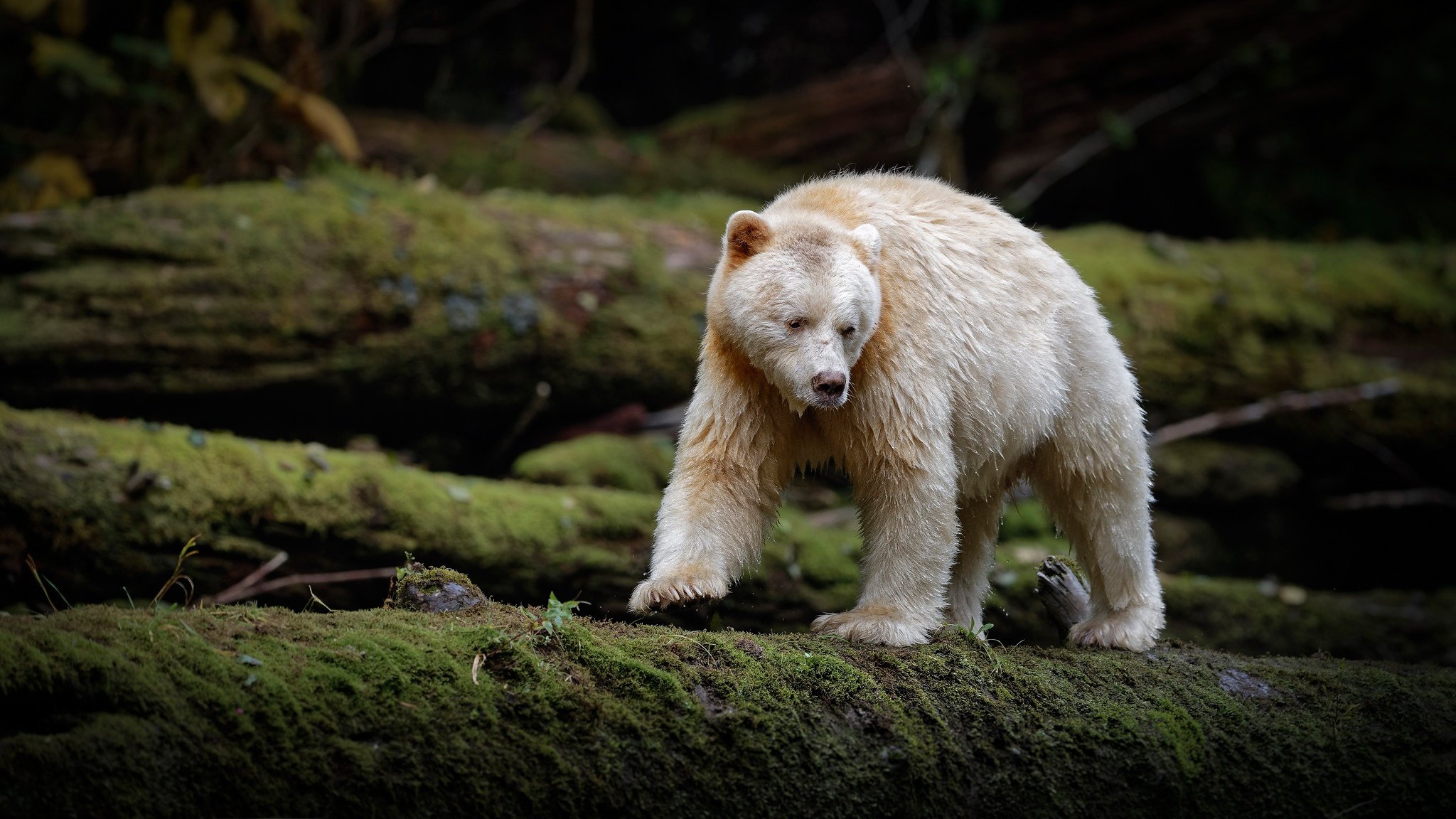 Spirit Bear Wallpapers - Wallpaper Cave