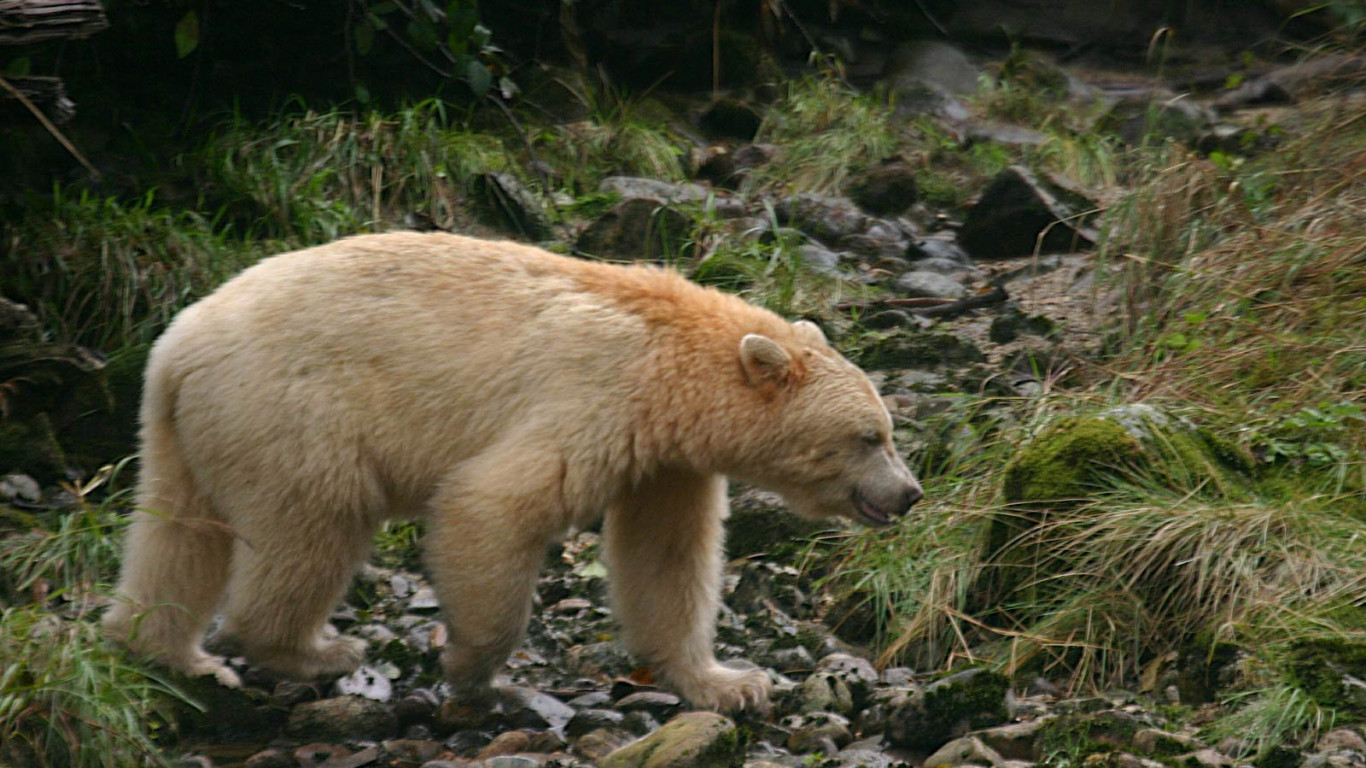 Spirit Bear Wallpapers - Wallpaper Cave