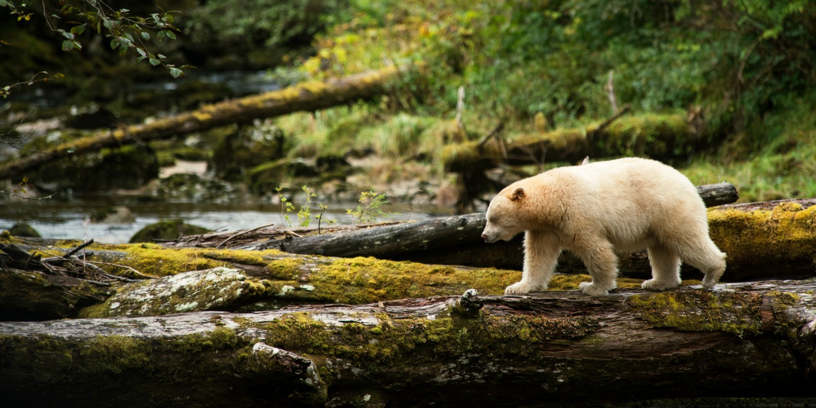 Spirit Bear Wallpapers - Wallpaper Cave