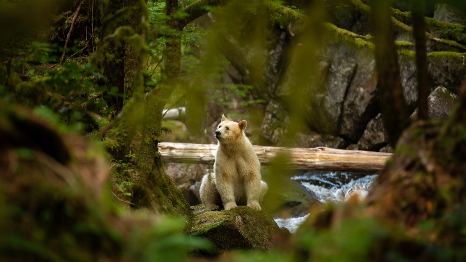 Spirit Bear Wallpapers - Wallpaper Cave