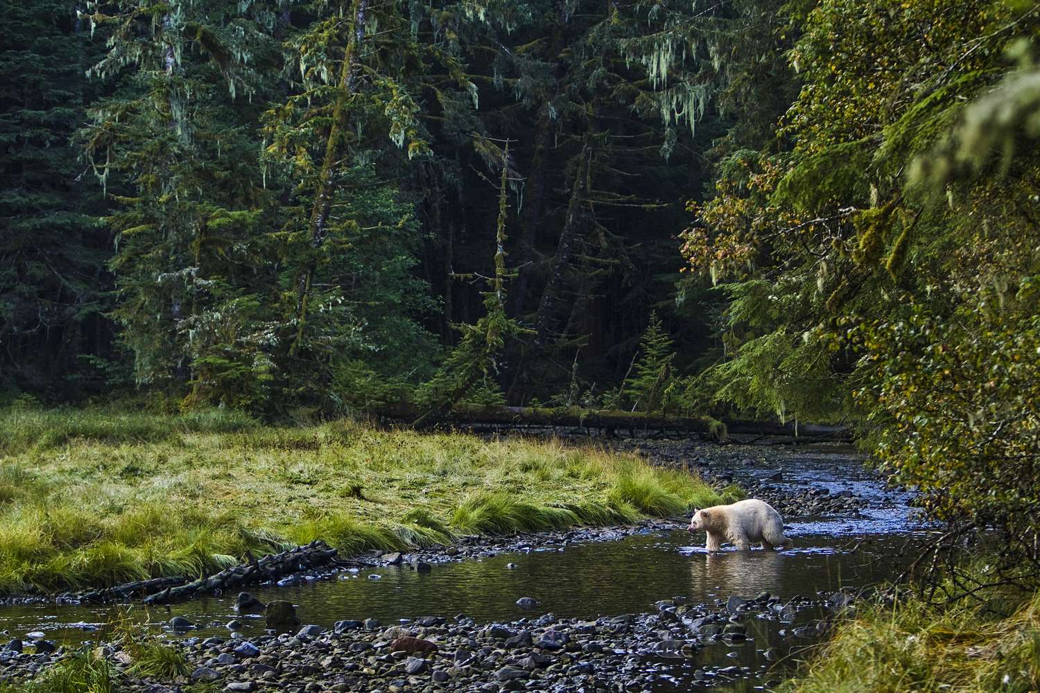 Spirit Bear Wallpapers - Wallpaper Cave