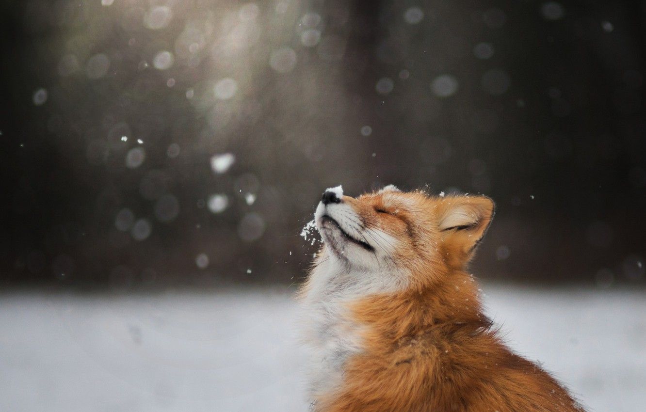 Fox In The Snow Wallpapers - Wallpaper Cave
