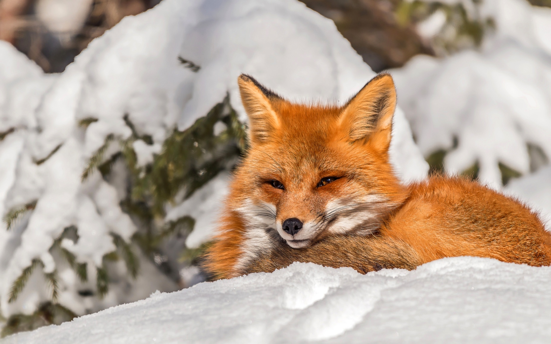 Fox In The Snow Wallpapers - Wallpaper Cave