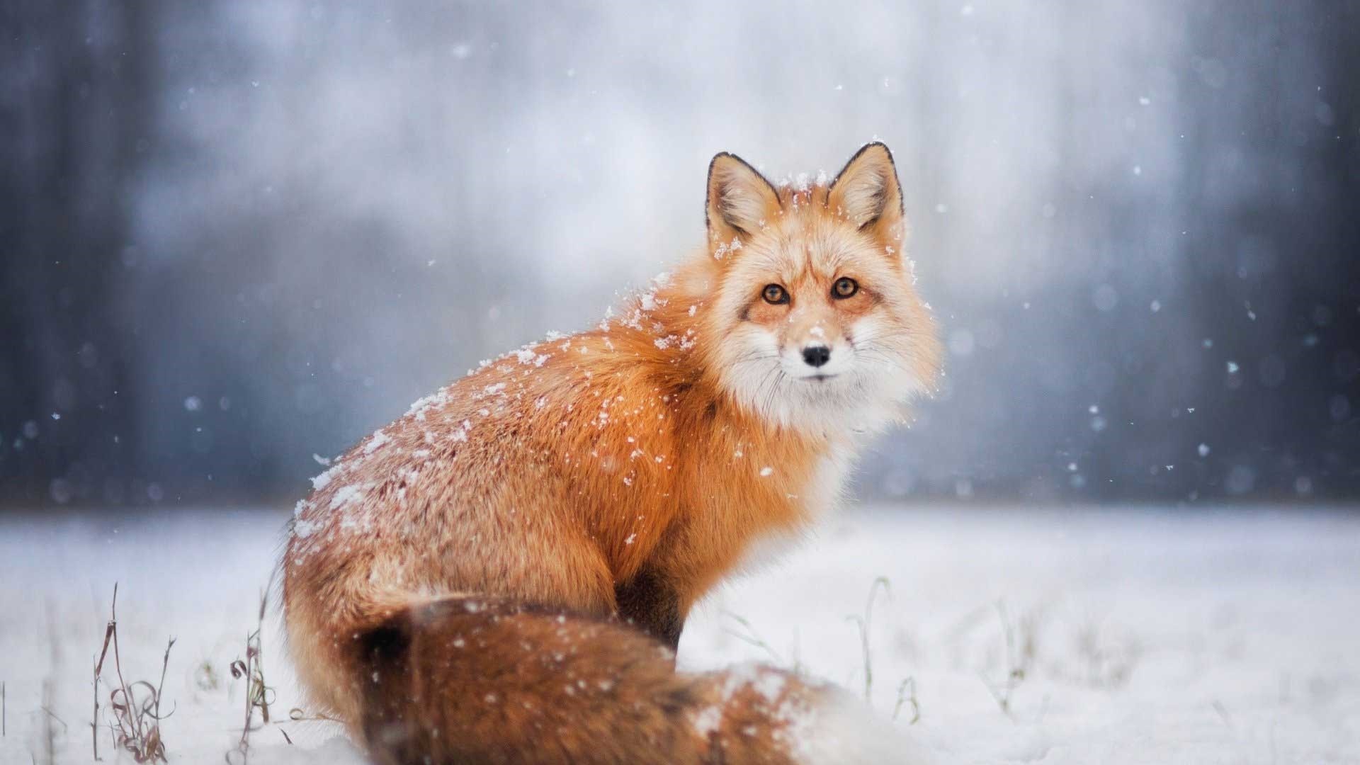 Fox In The Snow Wallpapers - Wallpaper Cave
