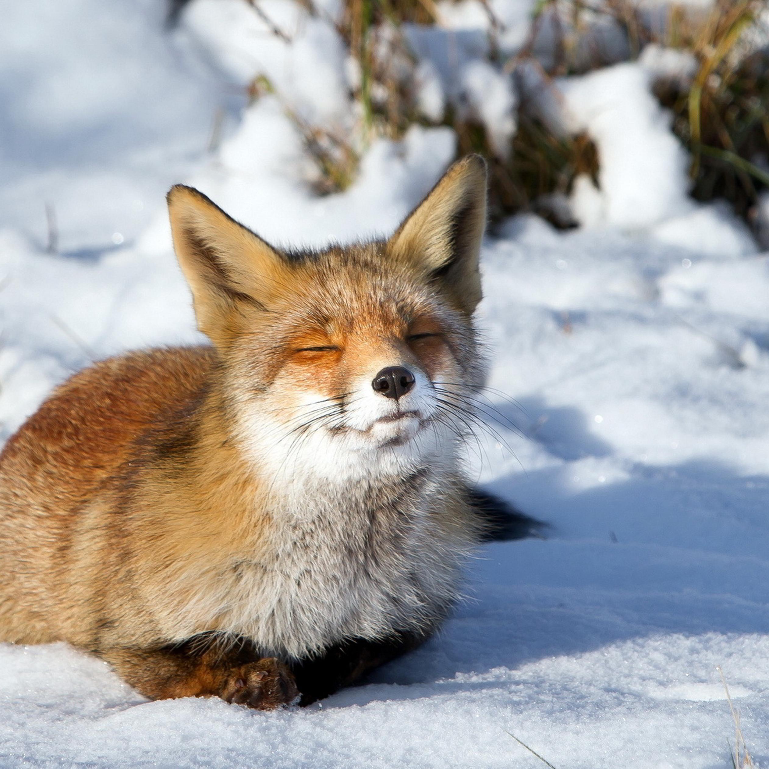 Fox In The Snow Wallpapers - Wallpaper Cave