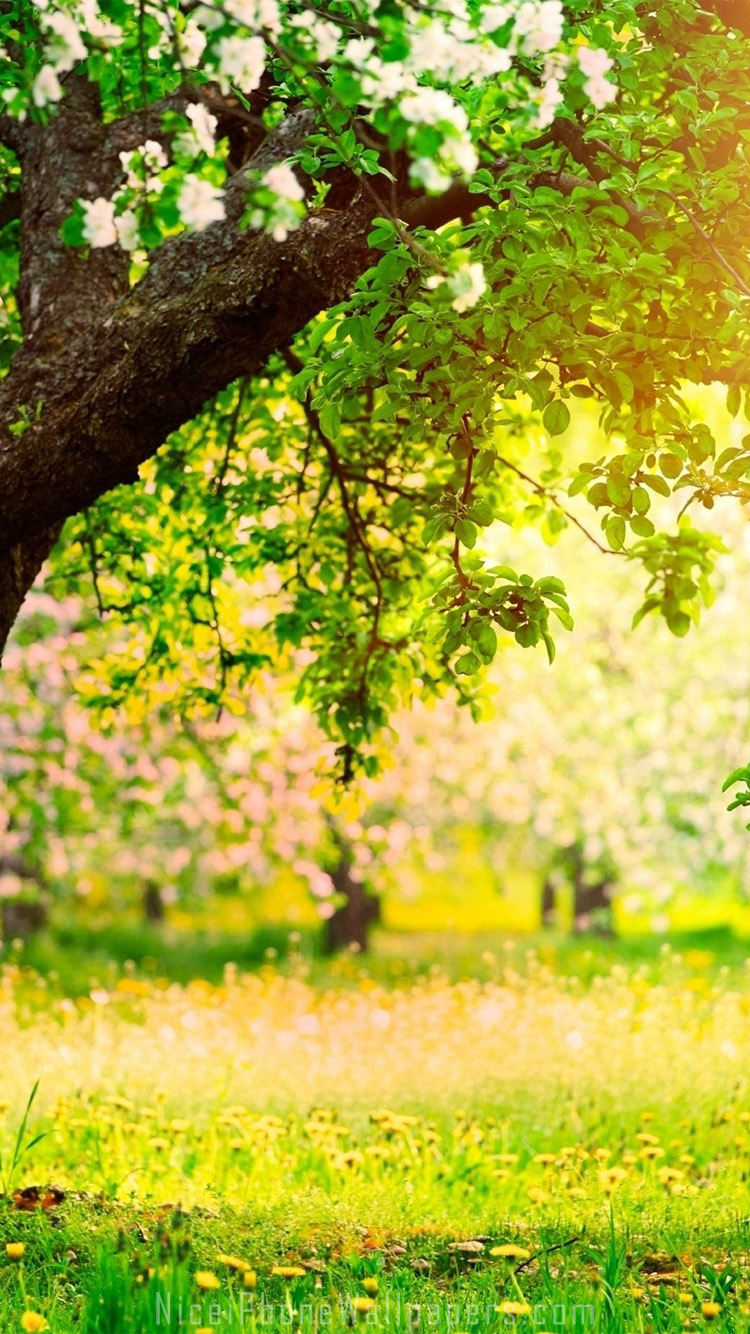Spring iPhone 6 Wallpapers - Wallpaper Cave
