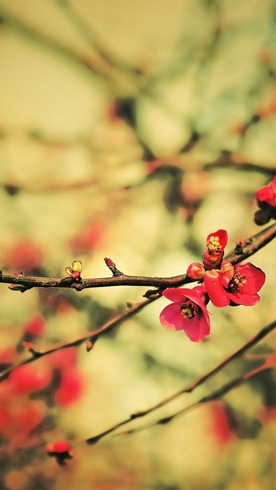 Spring iPhone 6 Wallpapers - Wallpaper Cave