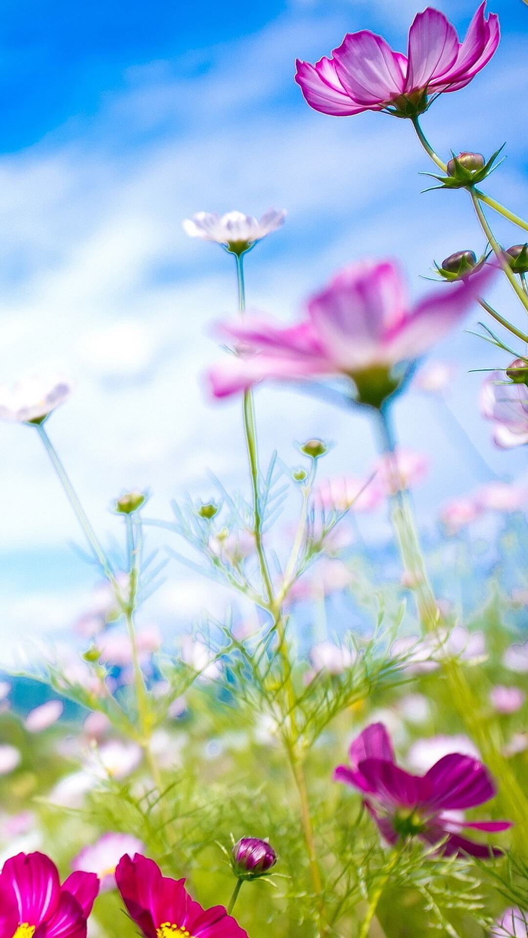 Spring iPhone 6 Wallpapers - Wallpaper Cave