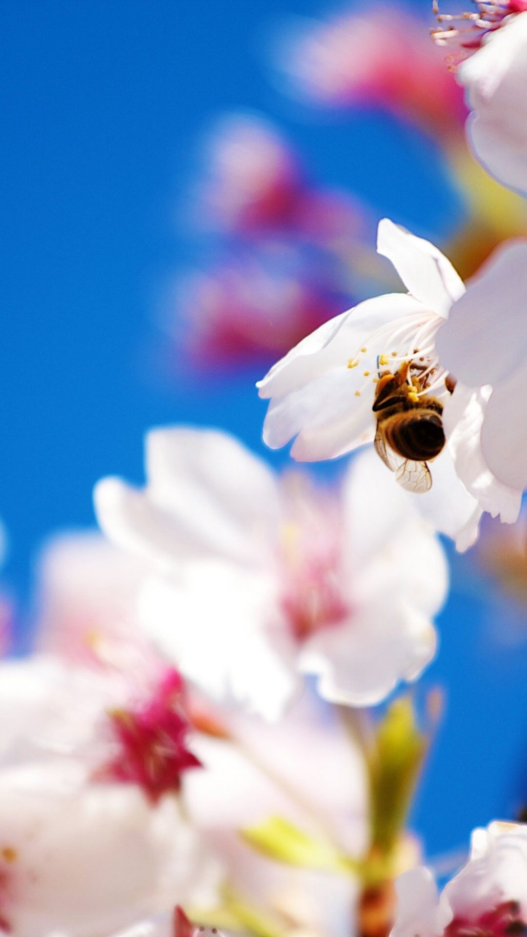 Spring iPhone 6 Wallpapers - Wallpaper Cave