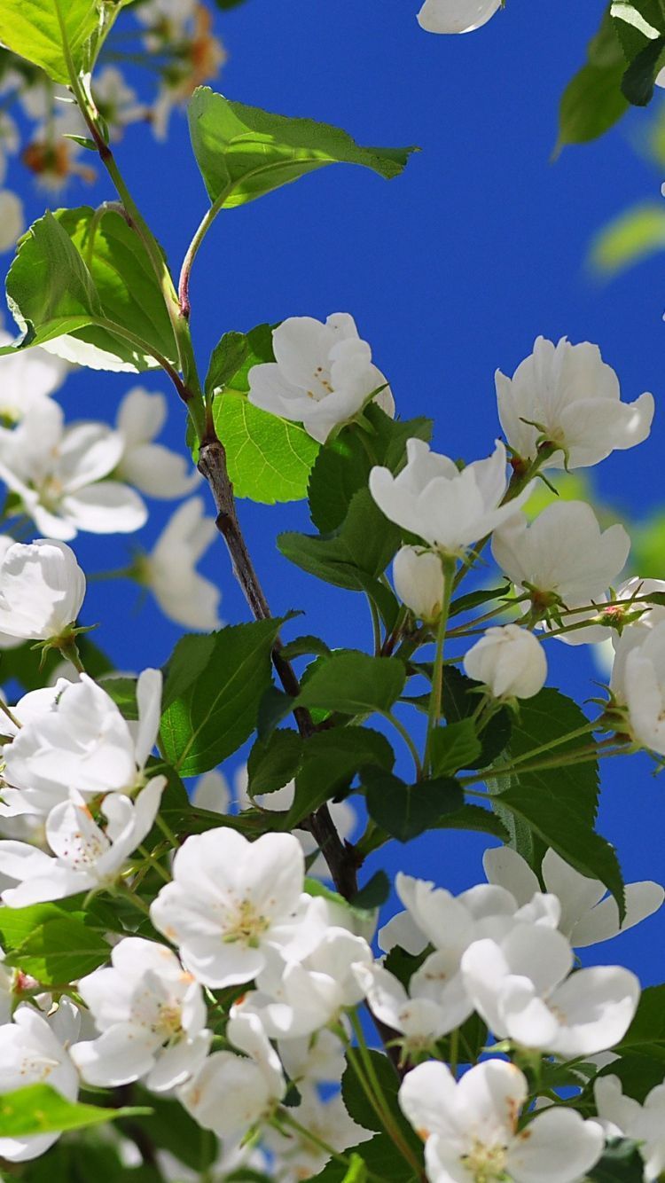 Spring iPhone 6 Wallpapers - Wallpaper Cave