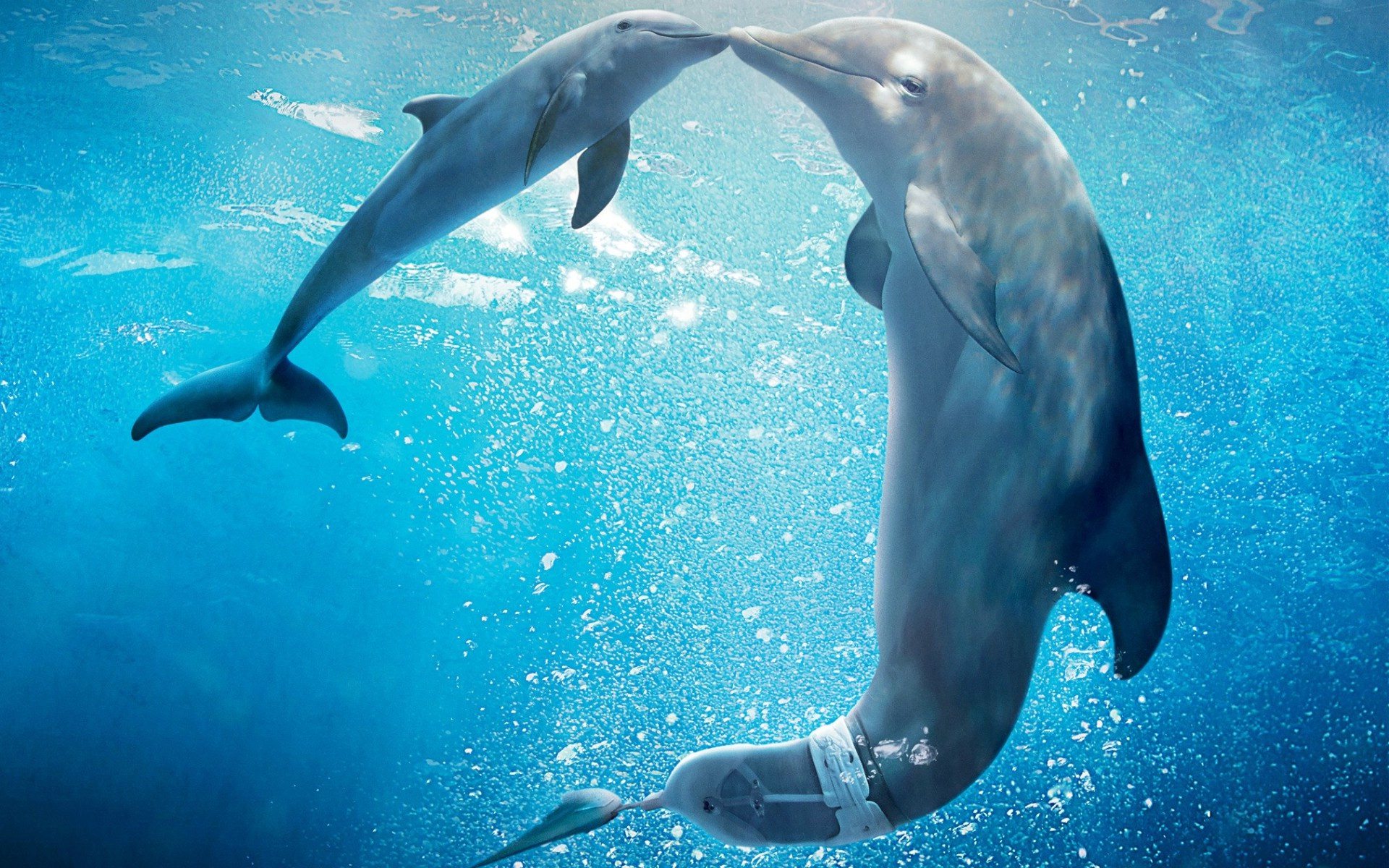 Dolphin Tale Movie Desktop Wallpapers - Wallpaper Cave