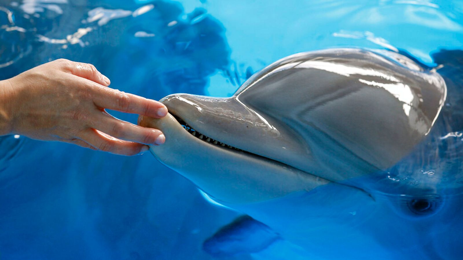 Dolphin Tale Movie Desktop Wallpapers - Wallpaper Cave