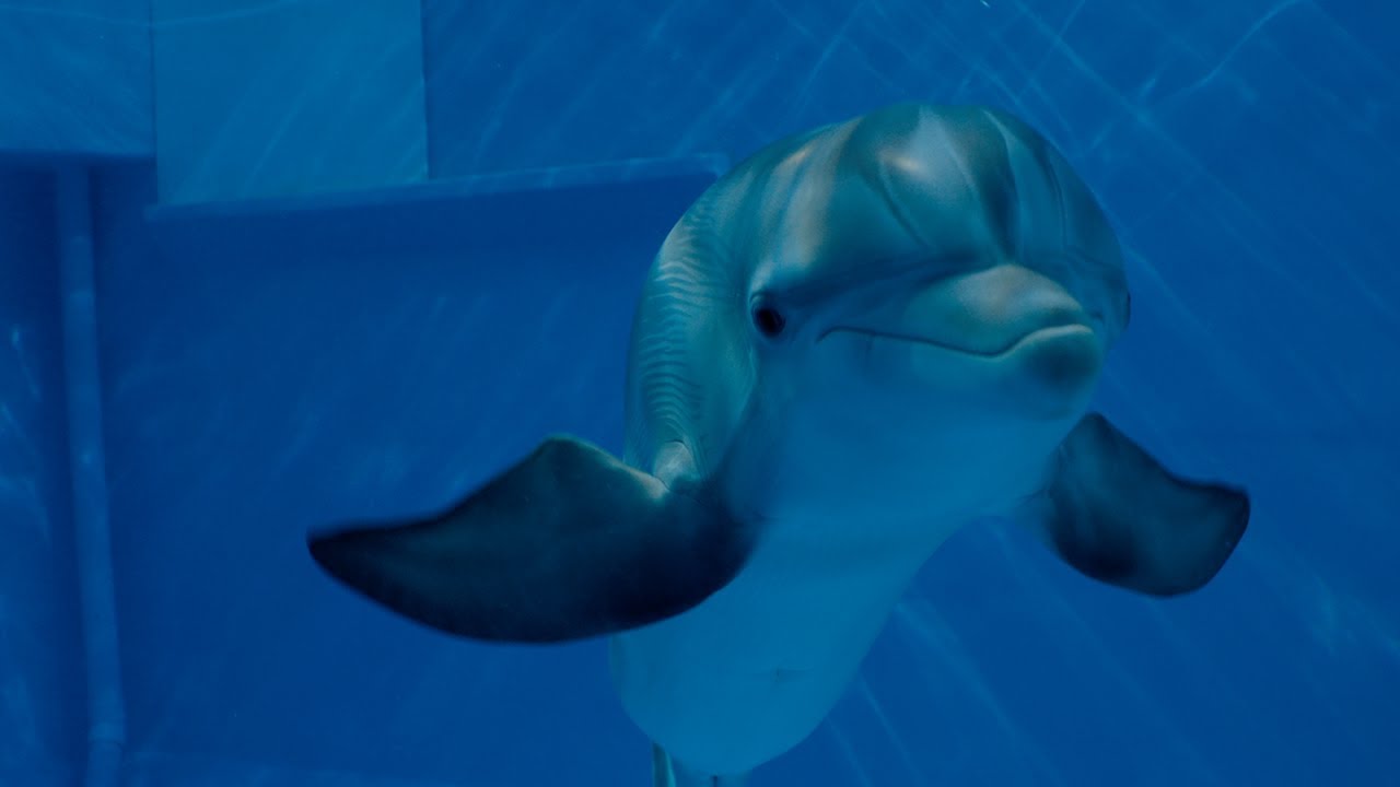 Dolphin Tale Movie Desktop Wallpapers - Wallpaper Cave