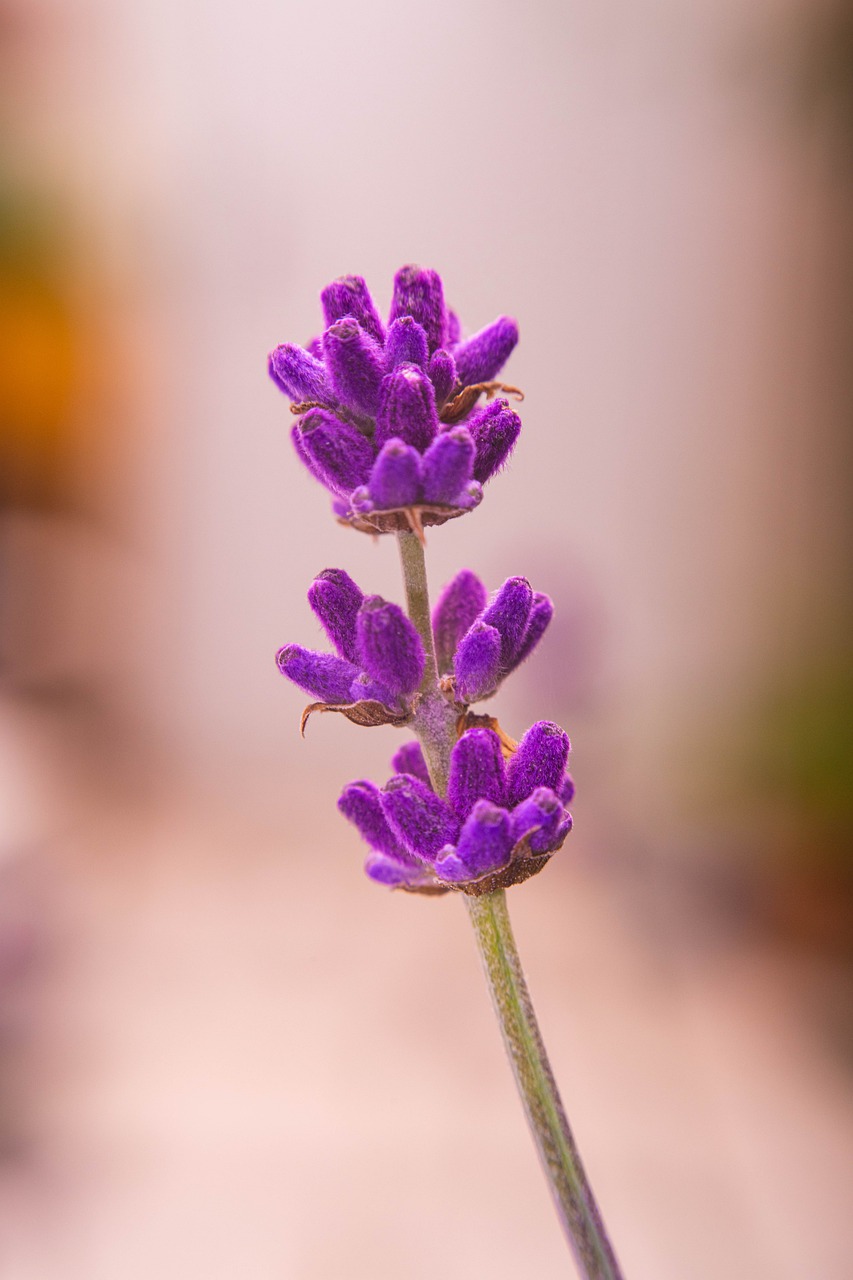 Levander Wallpapers - Wallpaper Cave