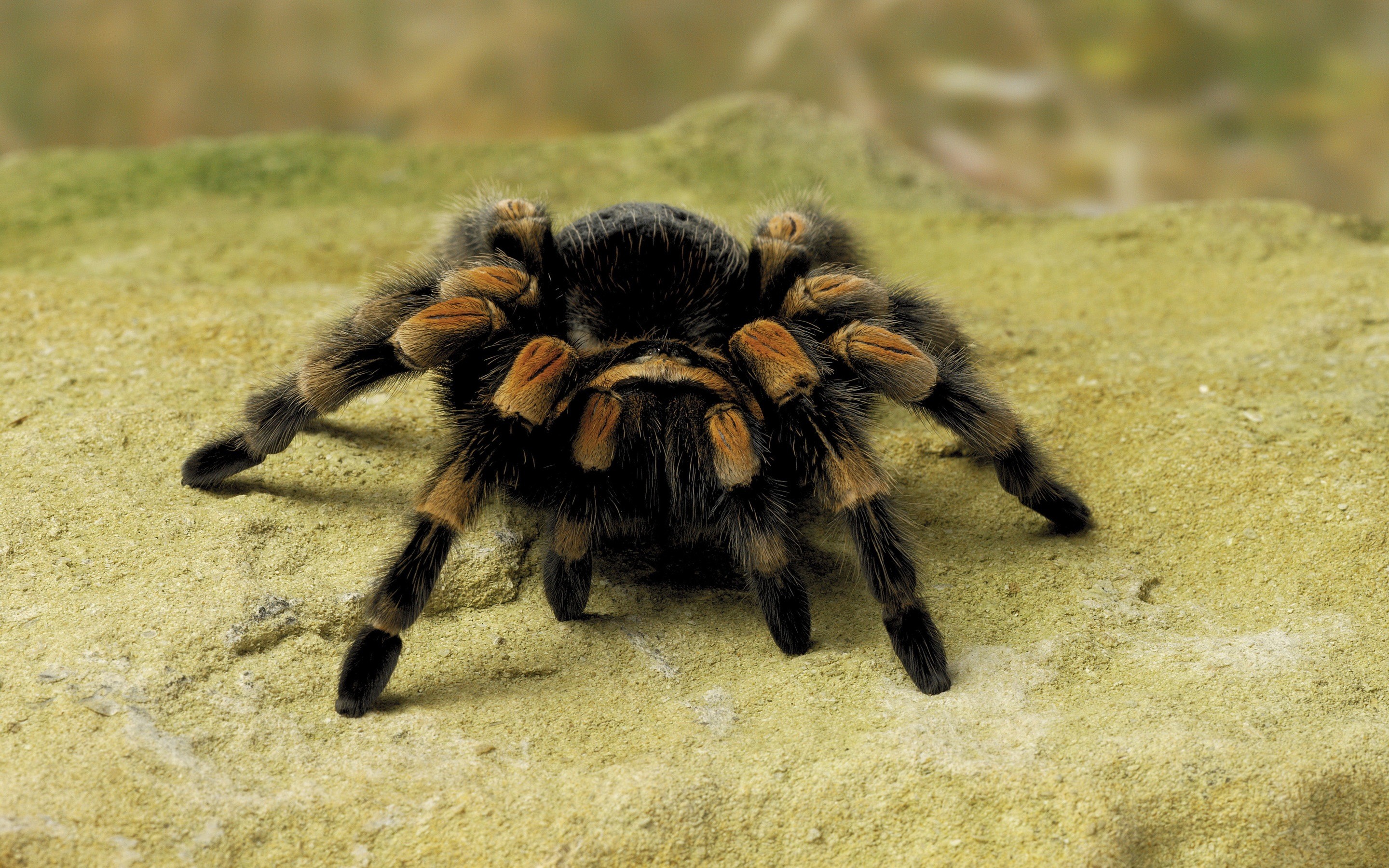 Real Spider Wallpapers - Wallpaper Cave