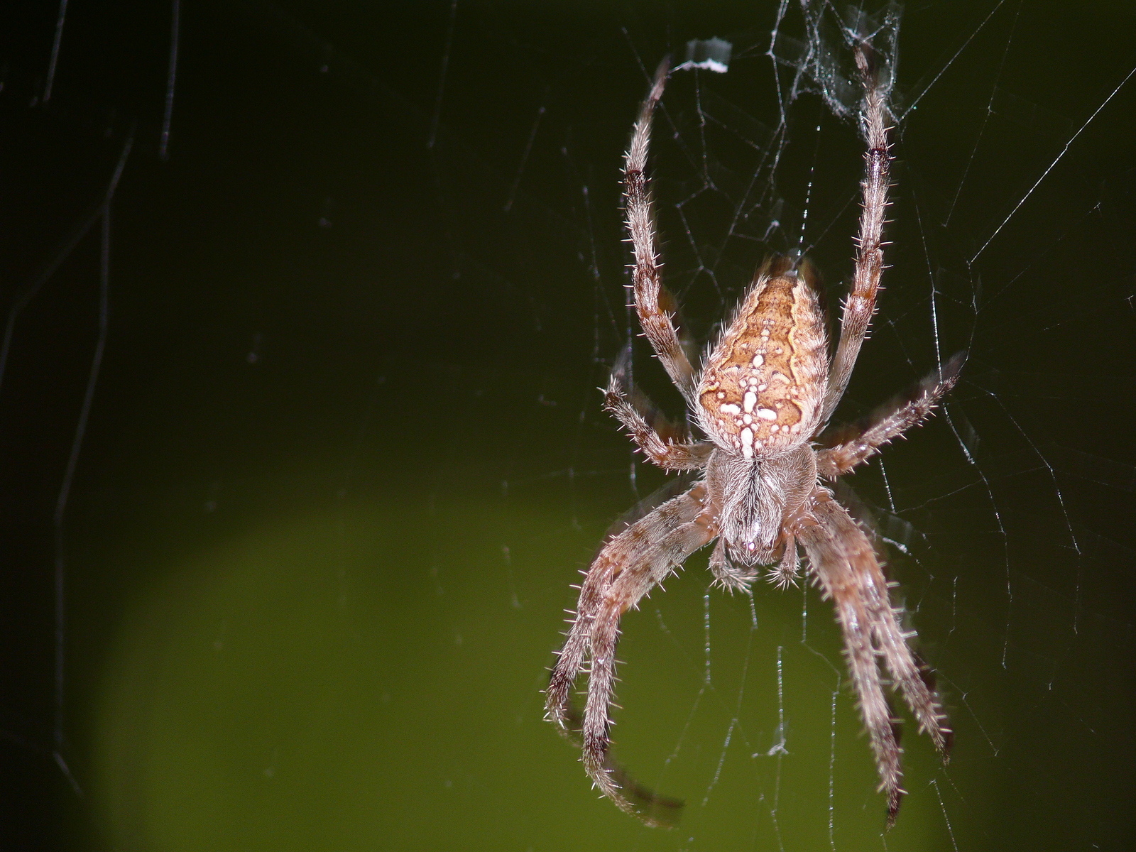 Real Spider Wallpapers - Wallpaper Cave