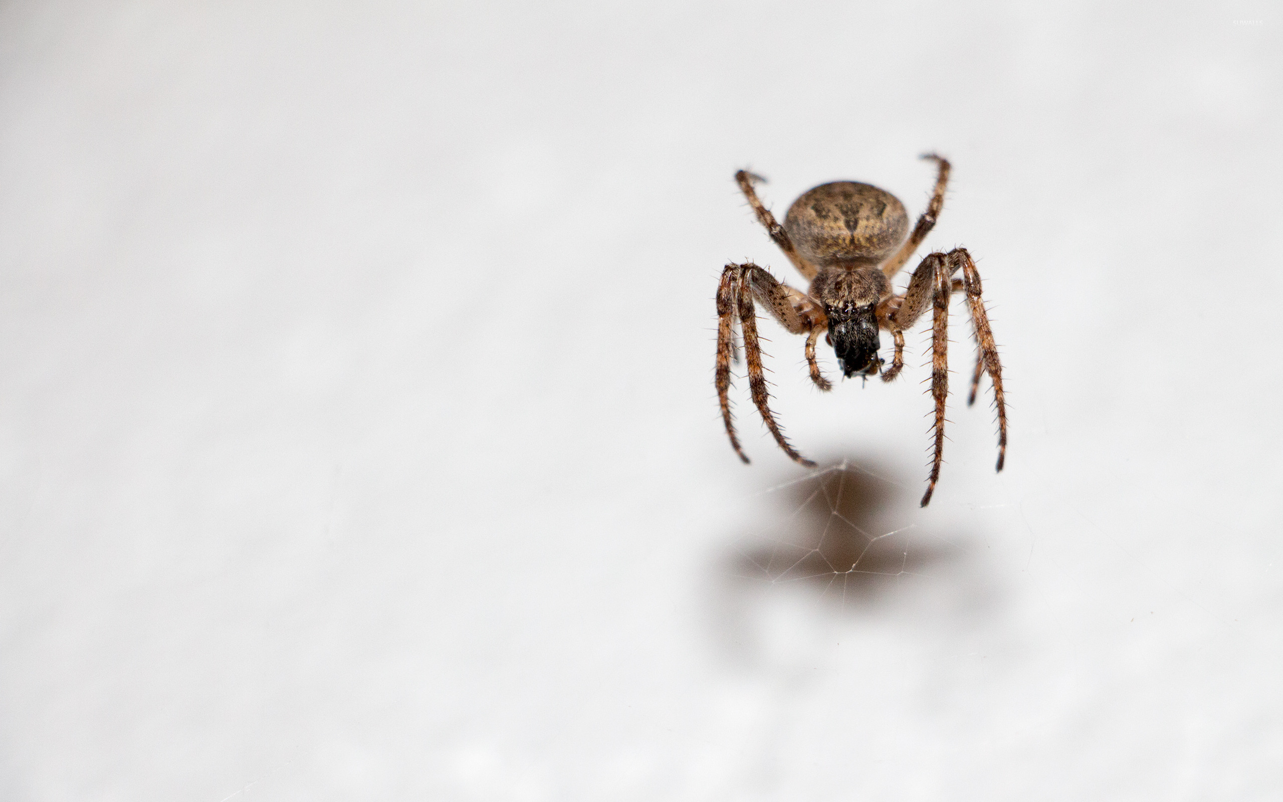Real Spider Wallpapers - Wallpaper Cave