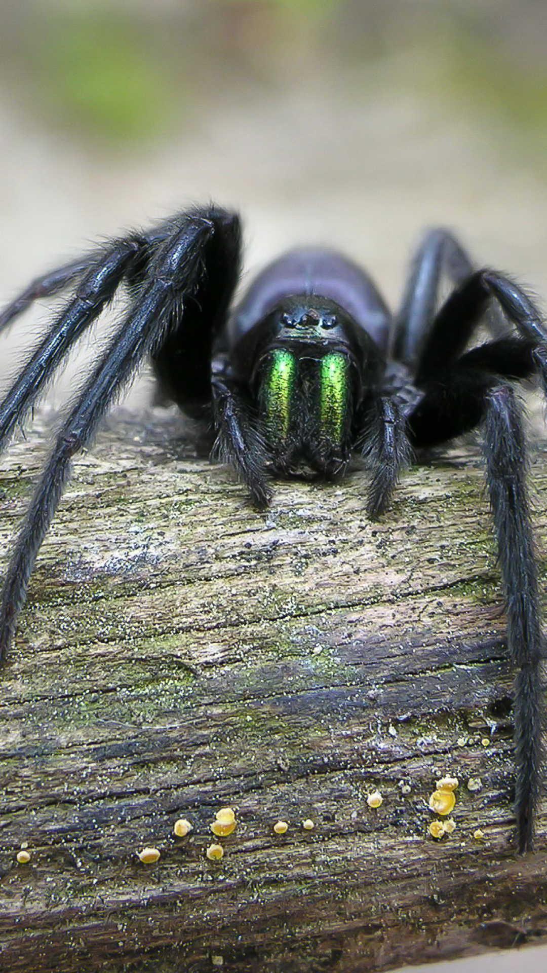 Real Spider Wallpapers - Wallpaper Cave