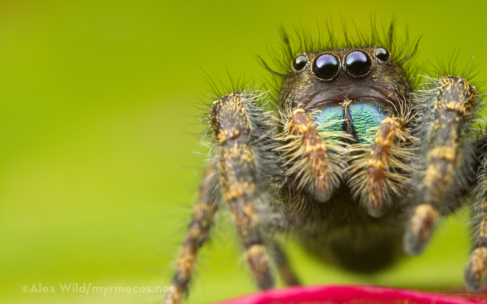 Real Spider Wallpapers - Wallpaper Cave