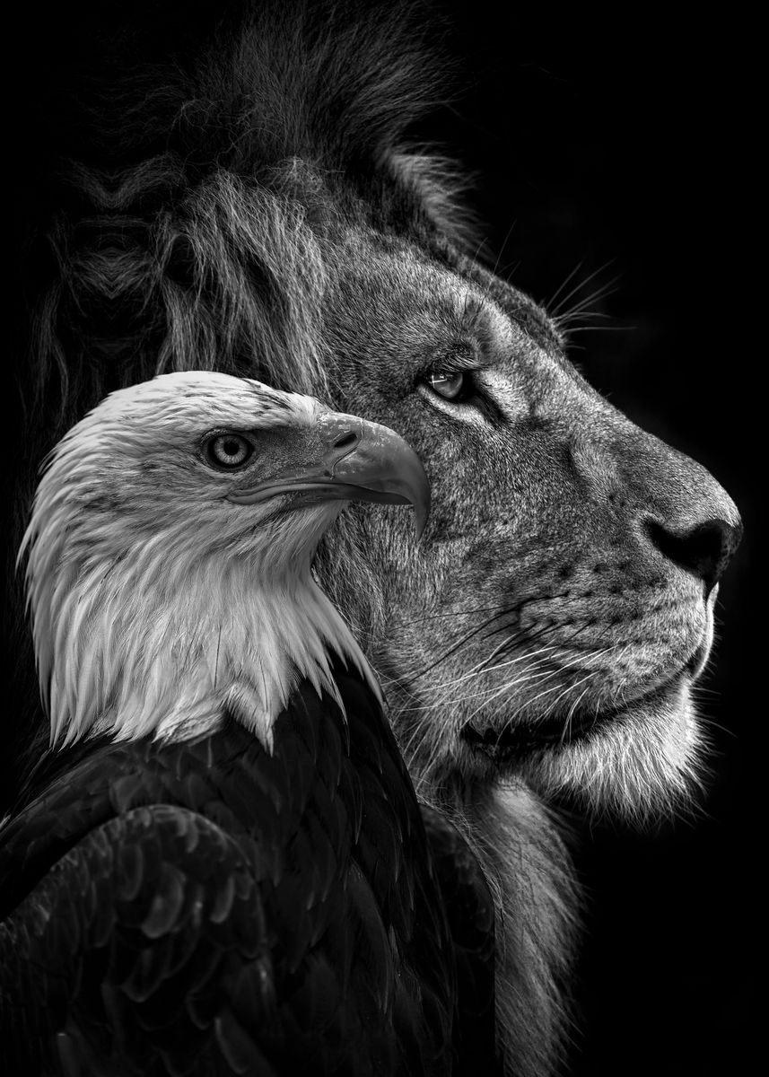 Dark Eagle Wallpaper 11,200+ Bald Eagle Face Stock Photos, Pictures
