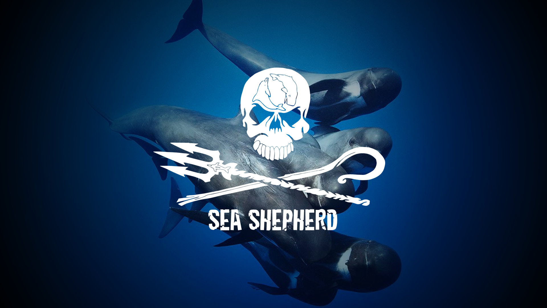 Sea Shepherd Wallpapers - Wallpaper Cave