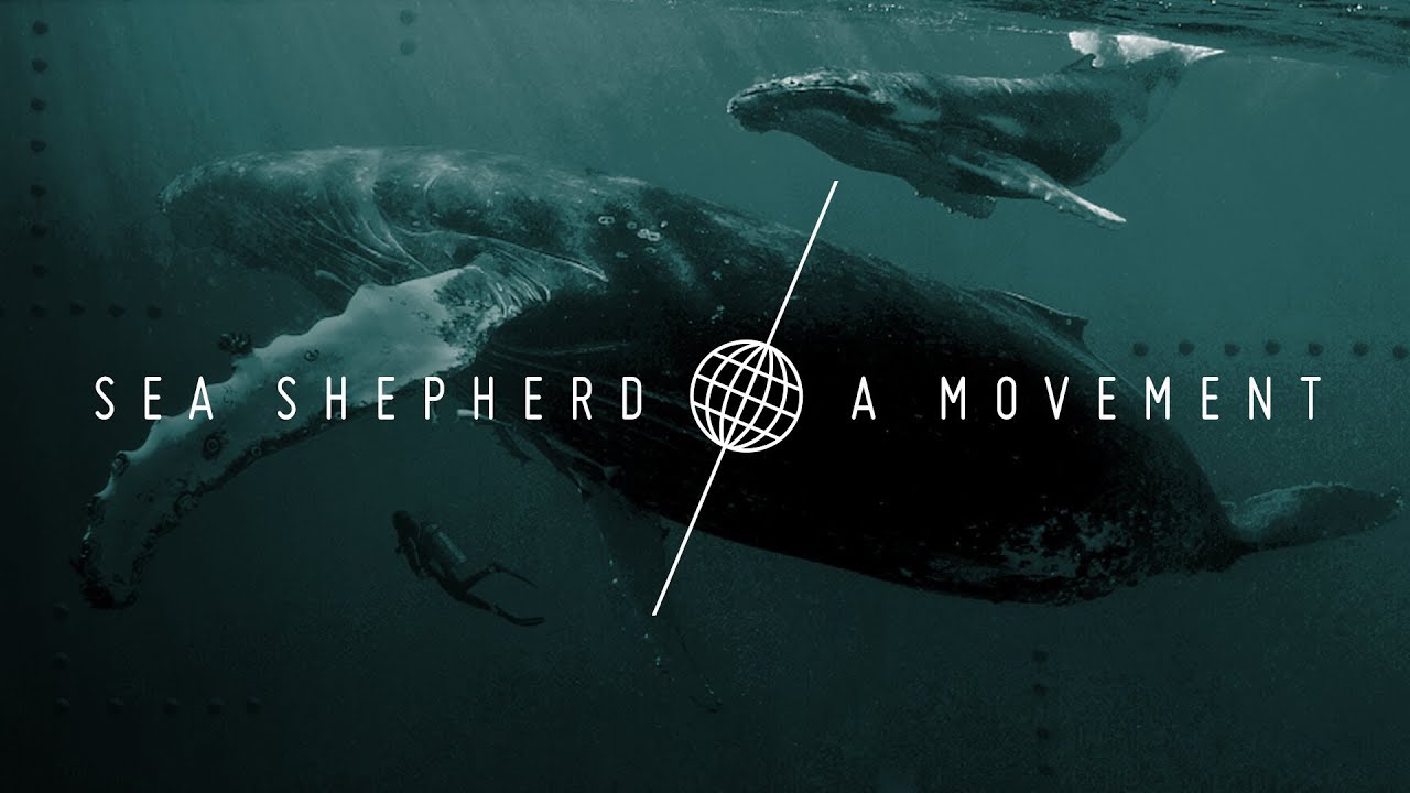 Sea Shepherd Wallpapers - Wallpaper Cave