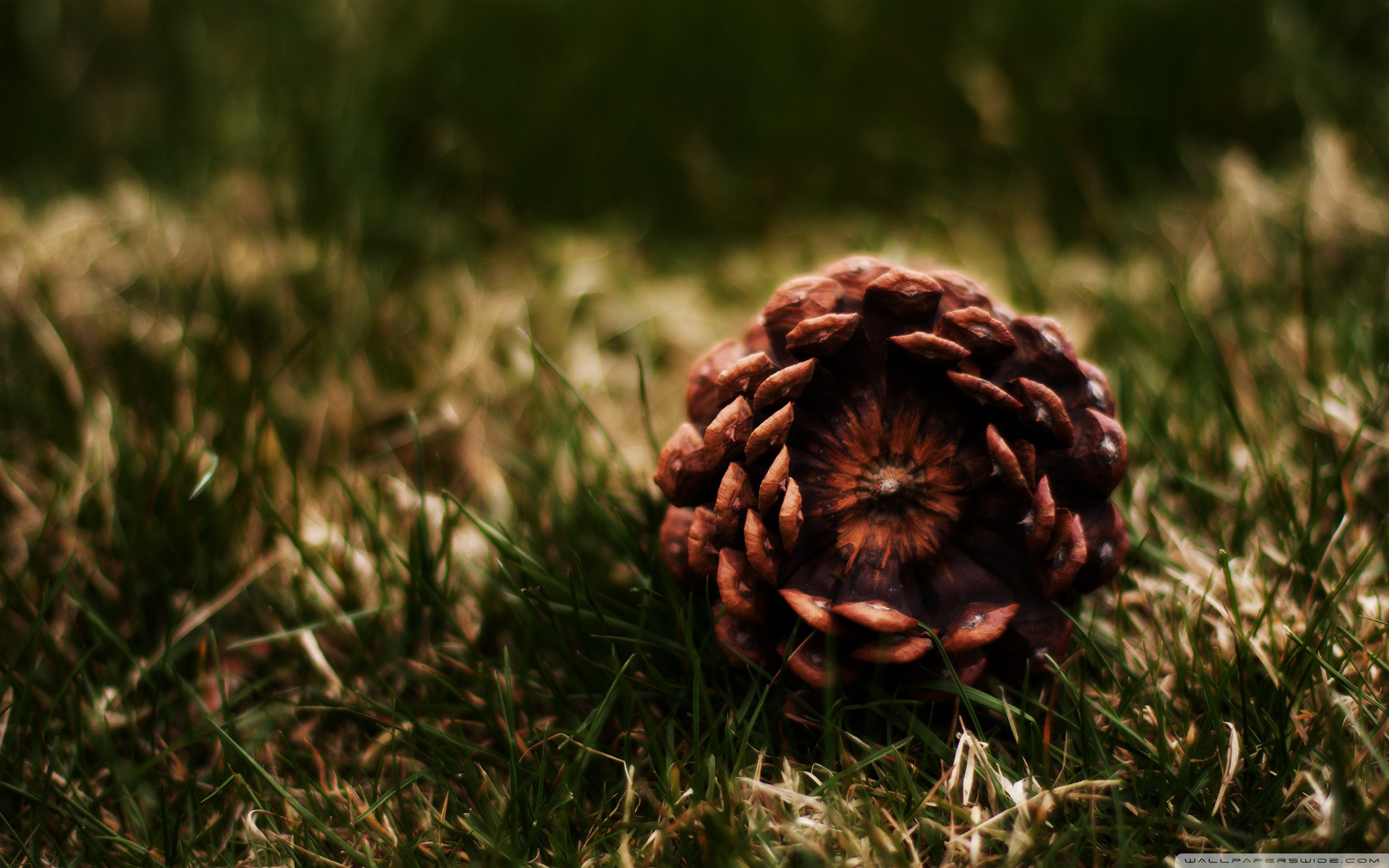 Pinecone Wallpapers - Wallpaper Cave