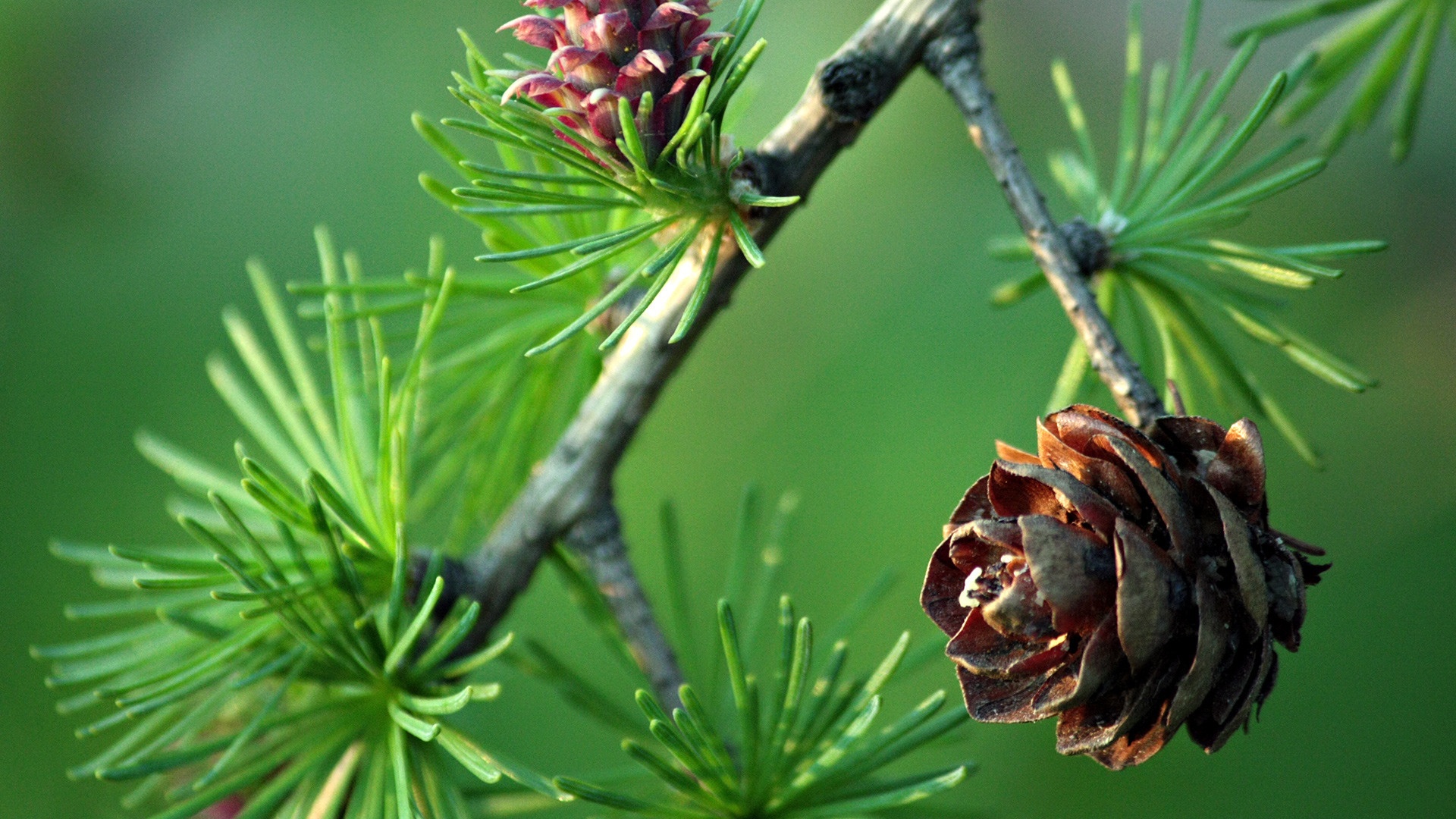 Pinecone Wallpapers - Wallpaper Cave