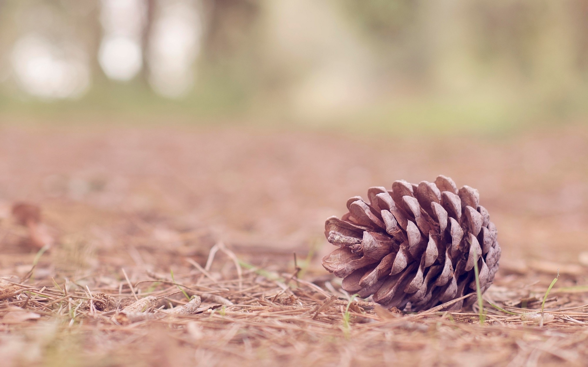 Pinecone Wallpapers - Wallpaper Cave