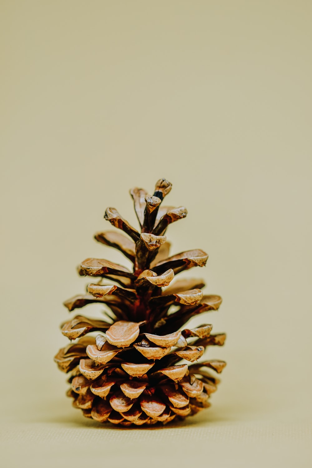 Pinecone Wallpapers - Wallpaper Cave