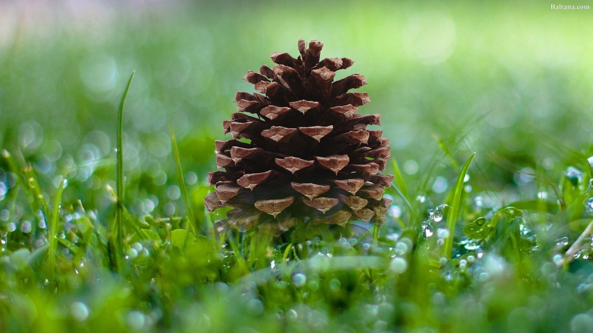 Pinecone Wallpapers - Wallpaper Cave