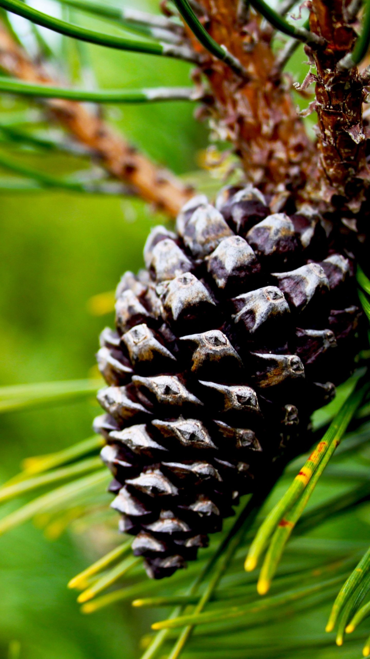 Pinecone Wallpapers - Wallpaper Cave