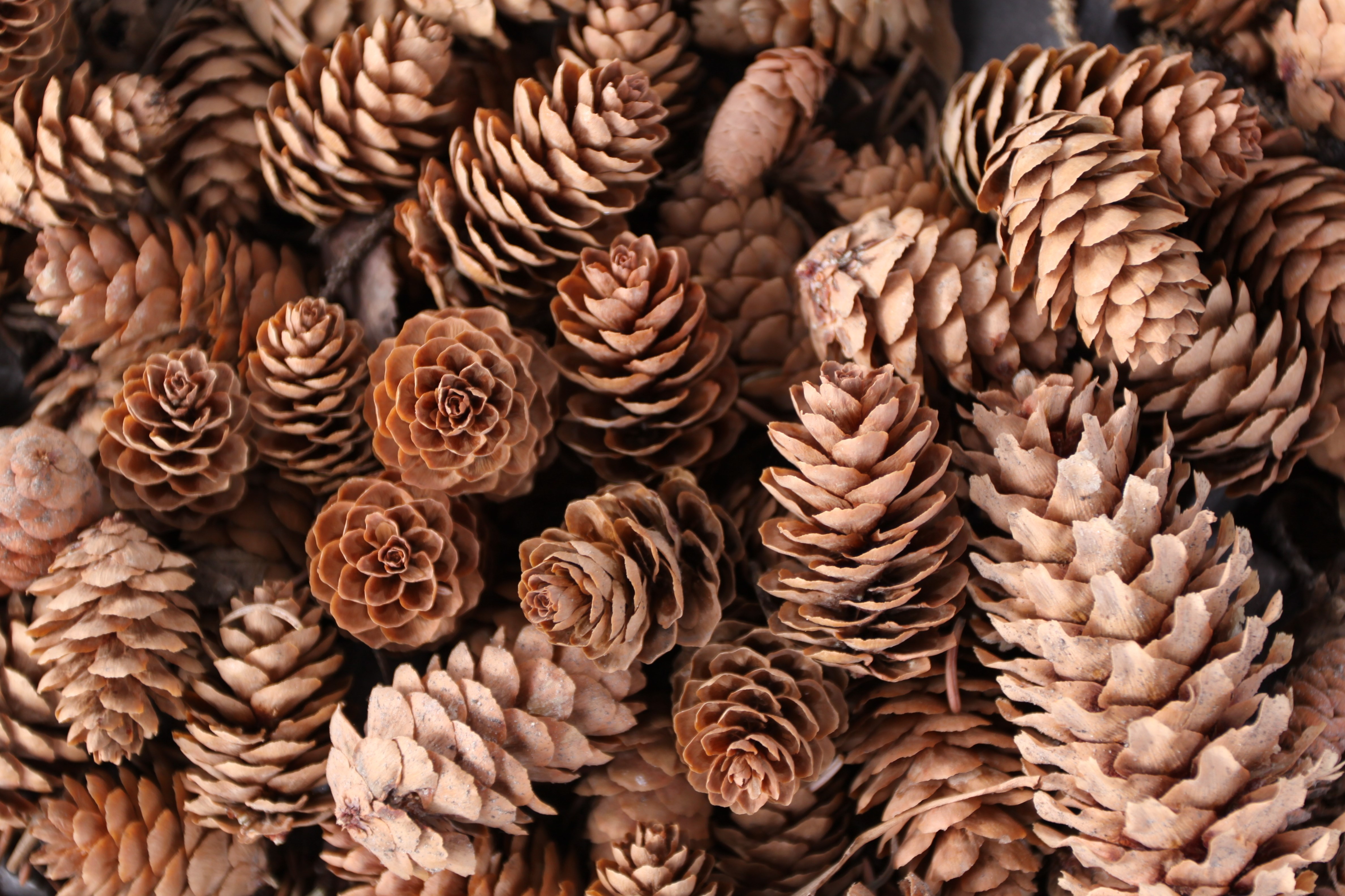 Pinecone Wallpapers - Wallpaper Cave
