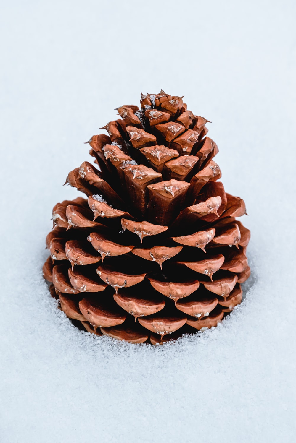 Pinecone Wallpapers - Wallpaper Cave