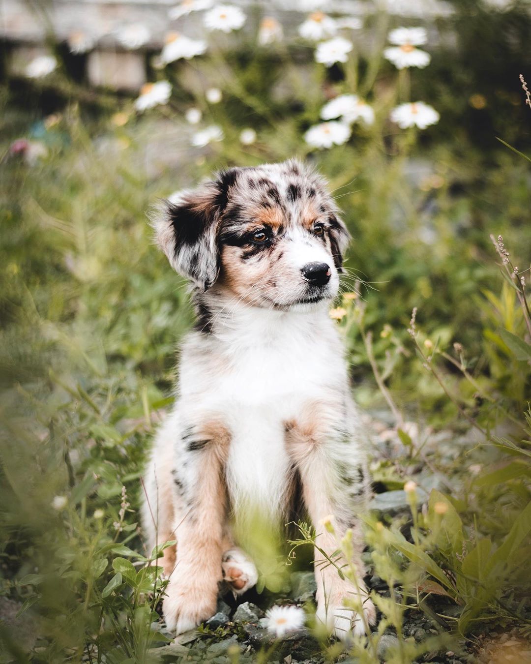 Aussie Lab Wallpapers - Wallpaper Cave