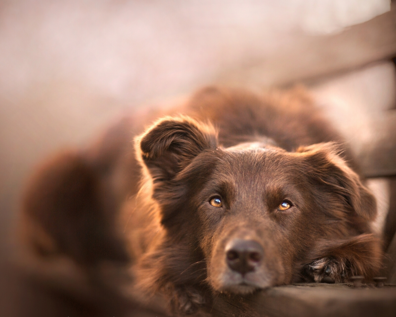 Aussie Lab Wallpapers - Wallpaper Cave